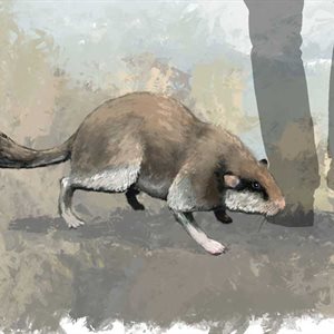 Researcher reconstructs skull of two million year-old giant dormouse ...